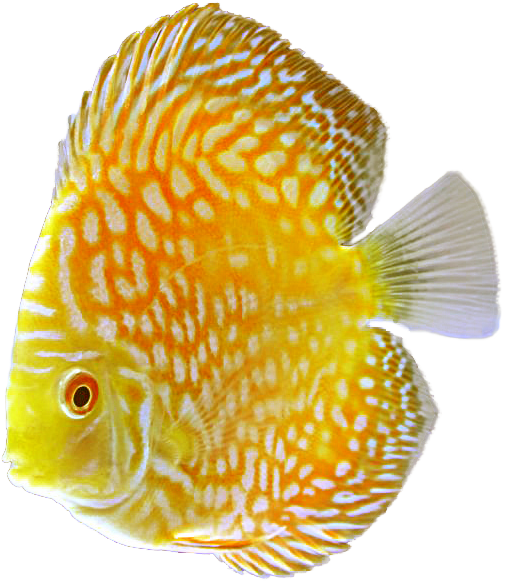 Aquarium Fish Png (583x628), Png Download