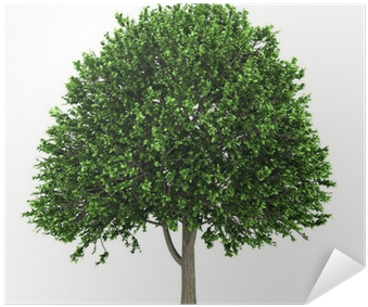 American Elm Tree Isolated On White Background Poster - North Dakota ...