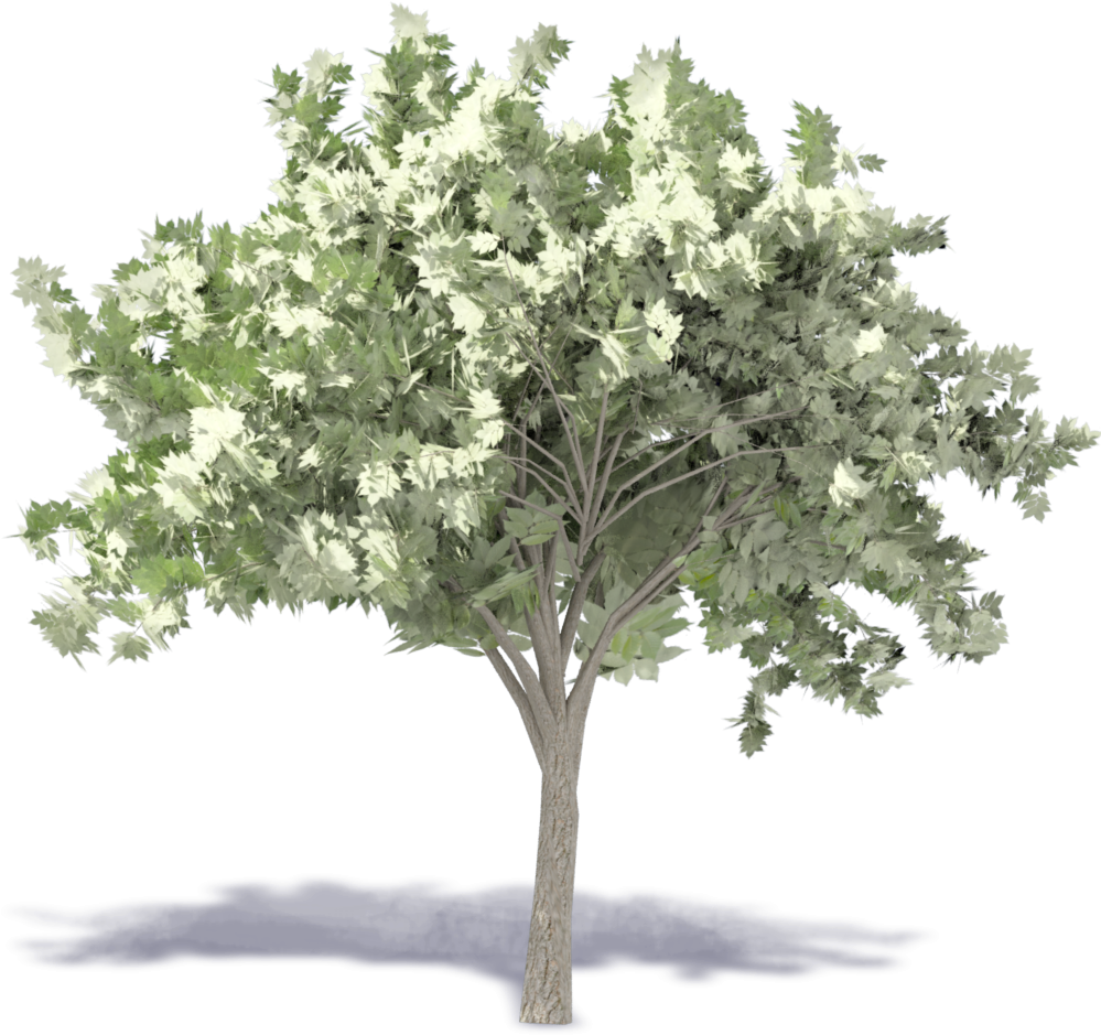 Tree (1000x1000), Png Download