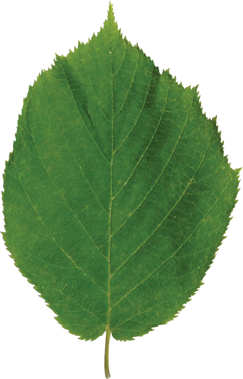 Paper Birch Tree Leaf (354x552), Png Download