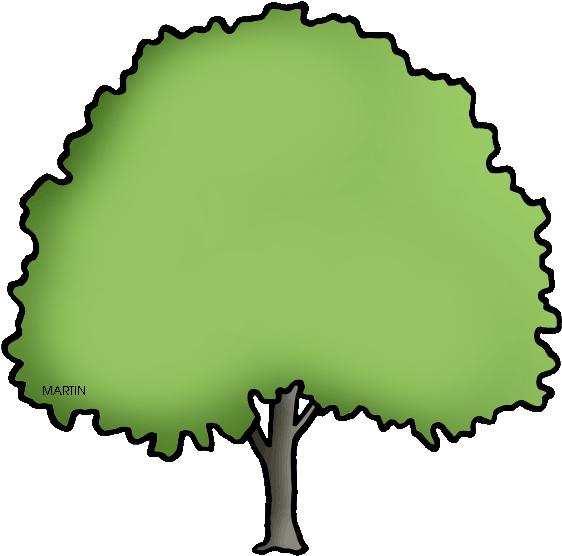 Leaf Clipart Elm Tree - Massachusetts State Tree Drawing (648x600), Png ...