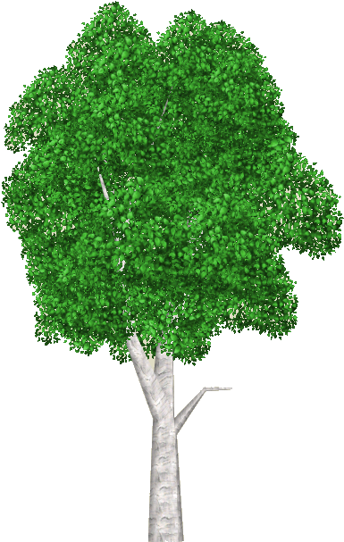 Download Sweet Myrtle Tree - Oak | Transparent PNG Download | SeekPNG