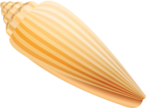 Shell Png Clip Art Best Web Clipart - Clip Art (500x361), Png Download