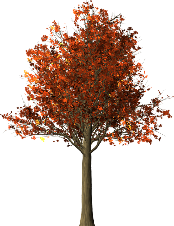 Tree, Maple, Maple Tree, Fall Leaves, Fall Colors - Northern Red Oak ...