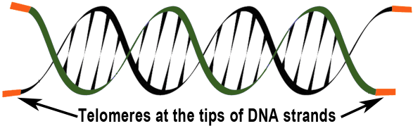 Dna Transparent - Telomere (588x252), Png Download