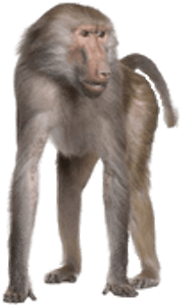 Png Animals (400x400), Png Download