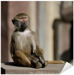 Monkey (400x400), Png Download