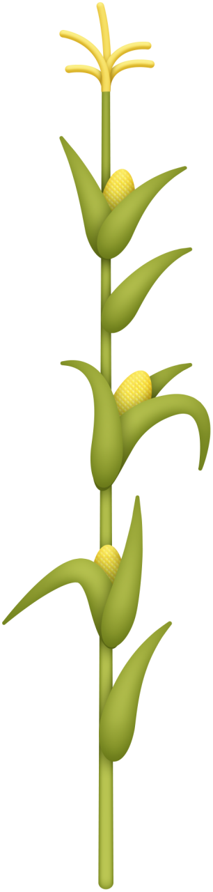 Corn Stalk Png