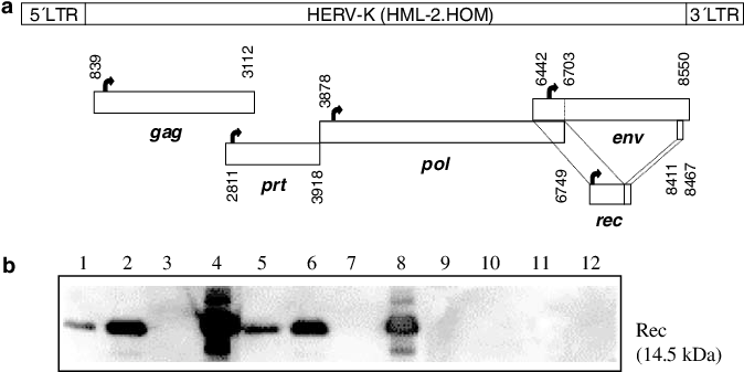 Schematic Outline Of The Human Chromosome 7 Located, - Diagram (674x344 ...