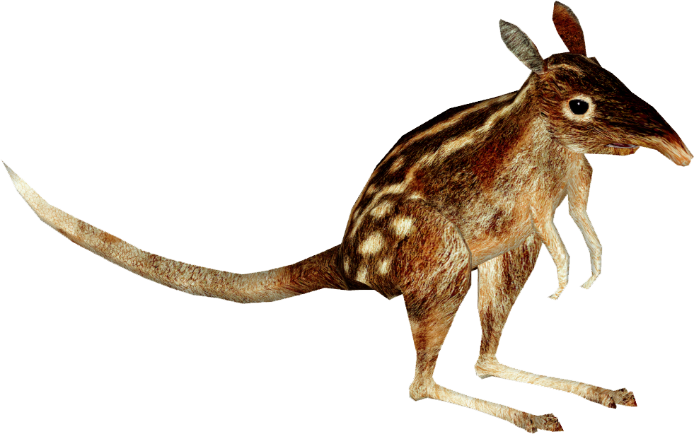 Leptictidium - Kangaroo (980x980), Png Download