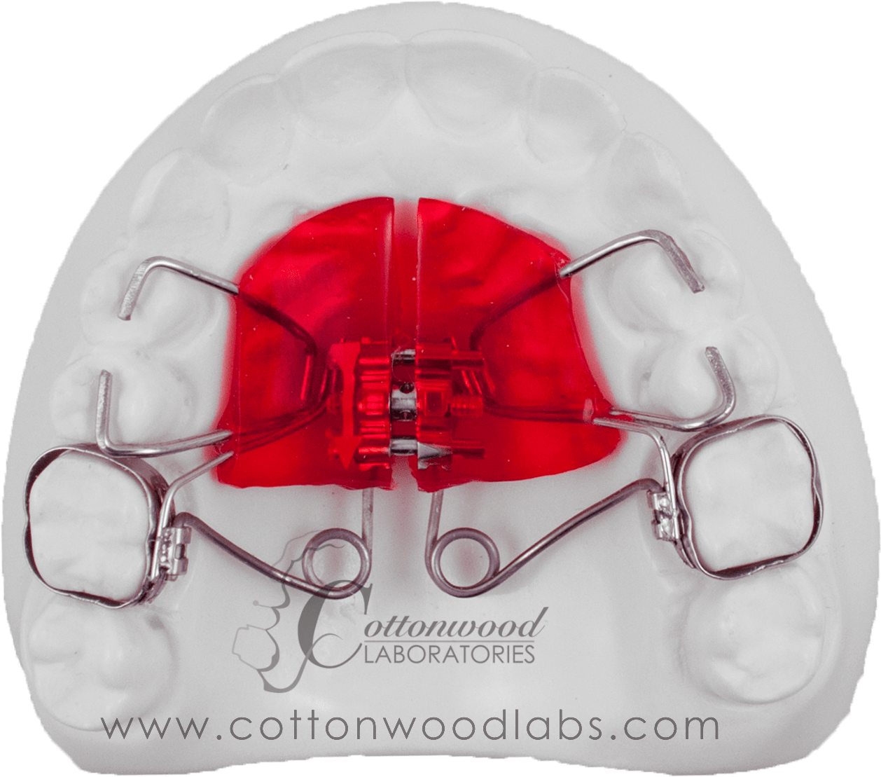 Download T-rex - Makeup Mirror | Transparent PNG Download | SeekPNG