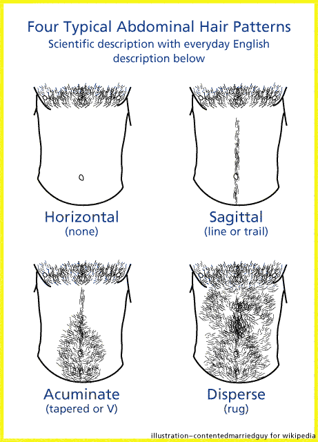 Abdominal Hair Patterns Cmg - Male Chest Hair Patterns (461x640), Png ...