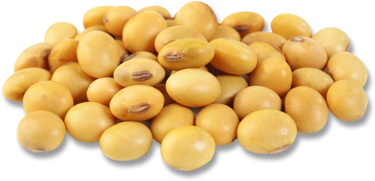 Download Soybean Pile - Soybean | Transparent PNG Download | SeekPNG