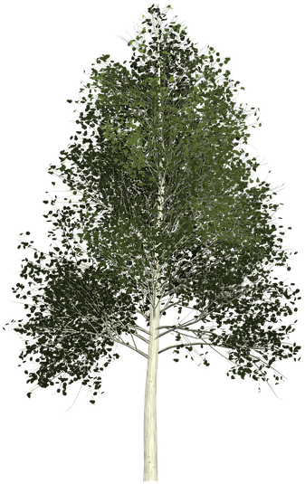 Download Aspen Tree Transparent Background | Transparent PNG Download ...