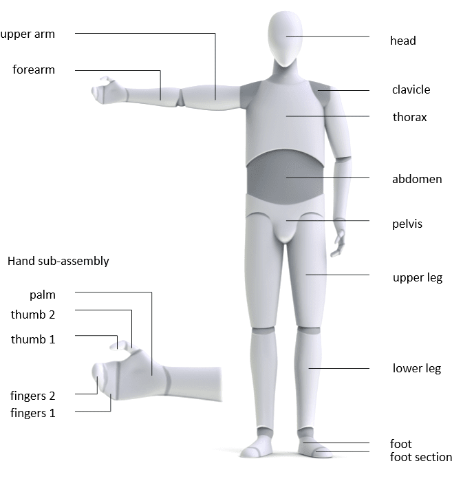 Download Bodyparts - Standing | Transparent PNG Download | SeekPNG