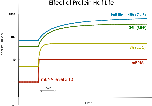 Download How Does Half Life Of Reporter Proteins Influence ...