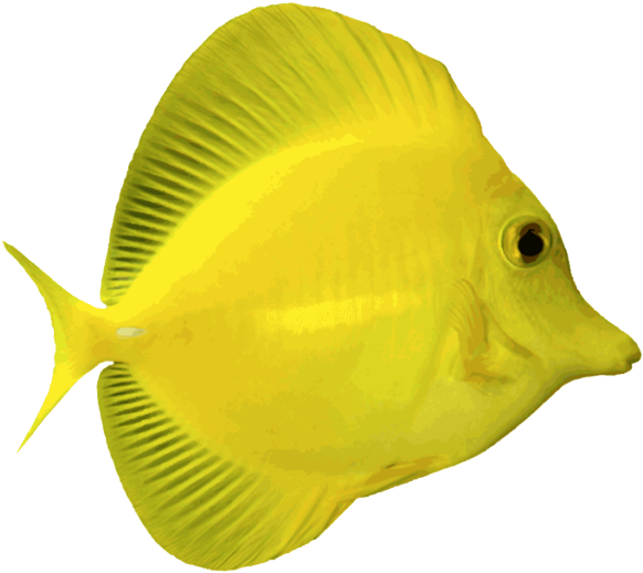 Angelfish Png Free Download - Fish With Transparent Background (640x528 ...