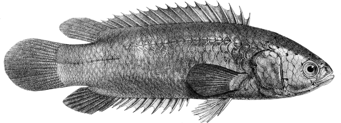 Anabas Testudineus (1200x550), Png Download