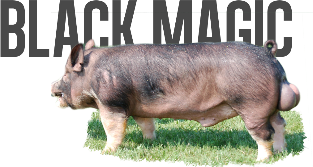 Black Diamond X Head Of The Class - Black Magic Pig (1131x576), Png ...