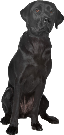 Beds, Collars And Accessories - Black Labrador Transparent (365x548 ...