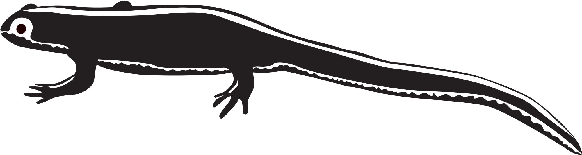 Open - Vector Newt (2000x1334), Png Download