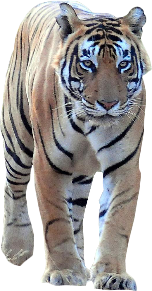 Download Tiger Walking Frontal Png Image - Lion Walking Photo Png Hd ...