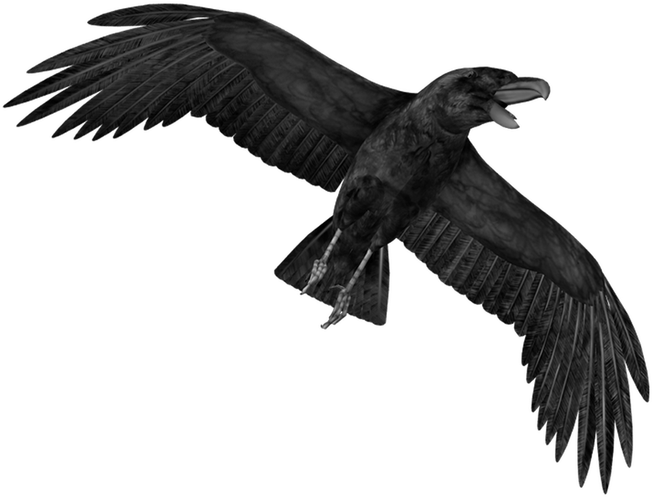 Crow Png Transparent Images - Crow Png (1000x786), Png Download