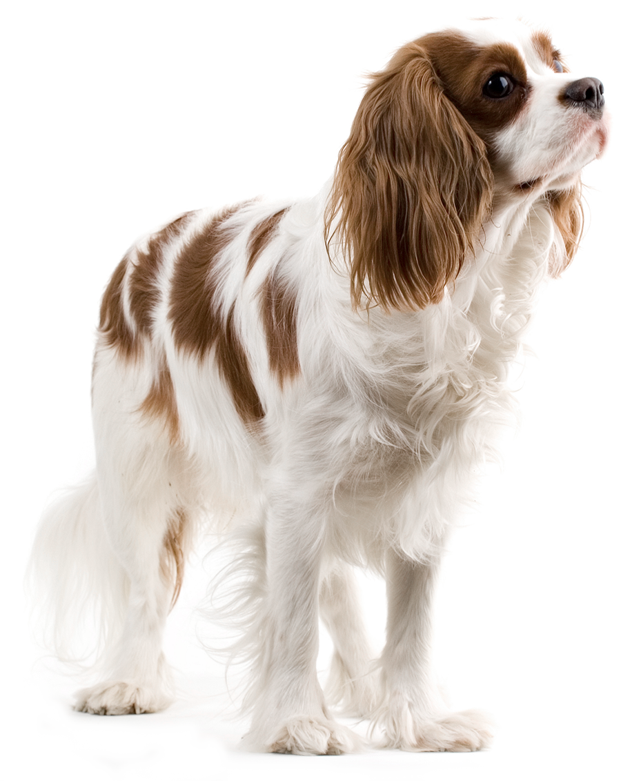 Pet Dog Png (900x1132), Png Download