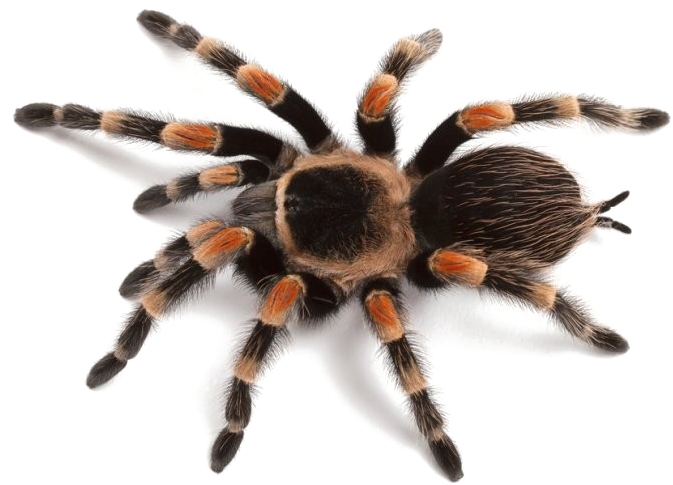 Spider Png Image - Spider Png (700x484), Png Download