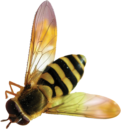 Download Vector Bee - Bee With No Background (481x477), Png Download