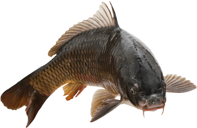 Common Carp Fish No Background Transparent Png Image - Fish On White ...
