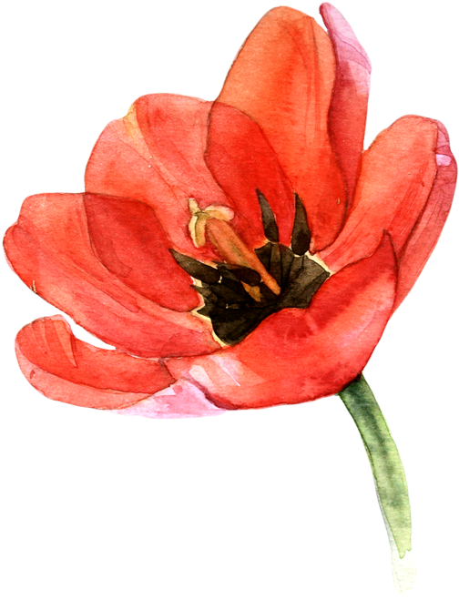 Clip Transparent Download Tulip Clipart Watercolor - Free Watercolor ...