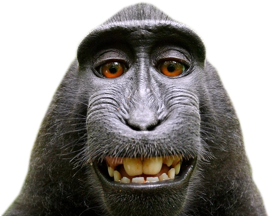 Clipart Freeuse Download Check All - David Slater Monkey (973x760), Png ...