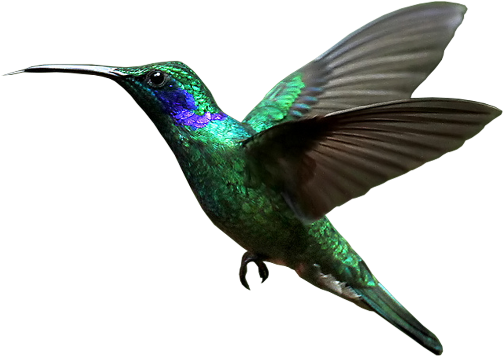 Hummingbird Transparent (1200x1070), Png Download