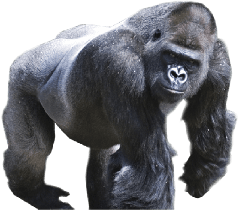 Download Free Png Gorilla Png Images Transparent - Gorilla Png ...