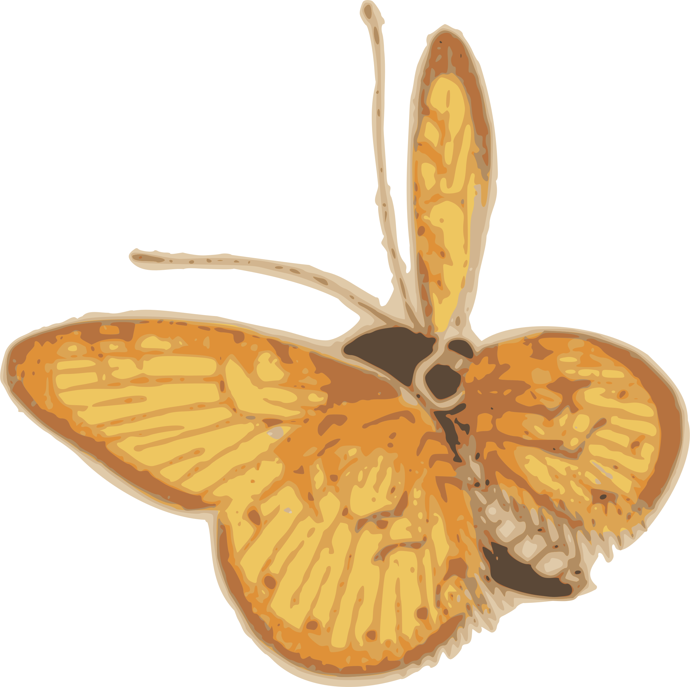 Big Image - Riodinidae (2361x2350), Png Download