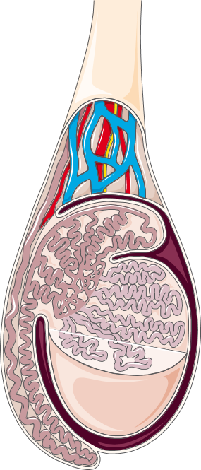 Testicle (285x665), Png Download