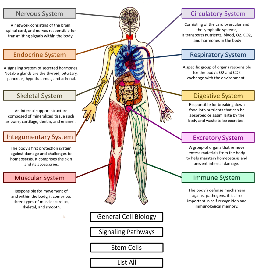 Body Systems - Human (940x910), Png Download