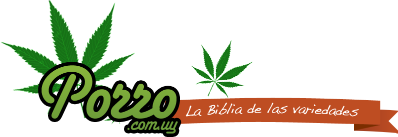 Porro Uruguay Logo - Cannabis Leaf Cube Ottoman (961x296), Png Download