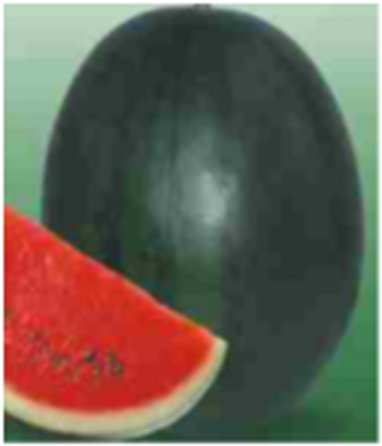 Watermelon F1 - Black Magic - Watermelon (500x445), Png Download