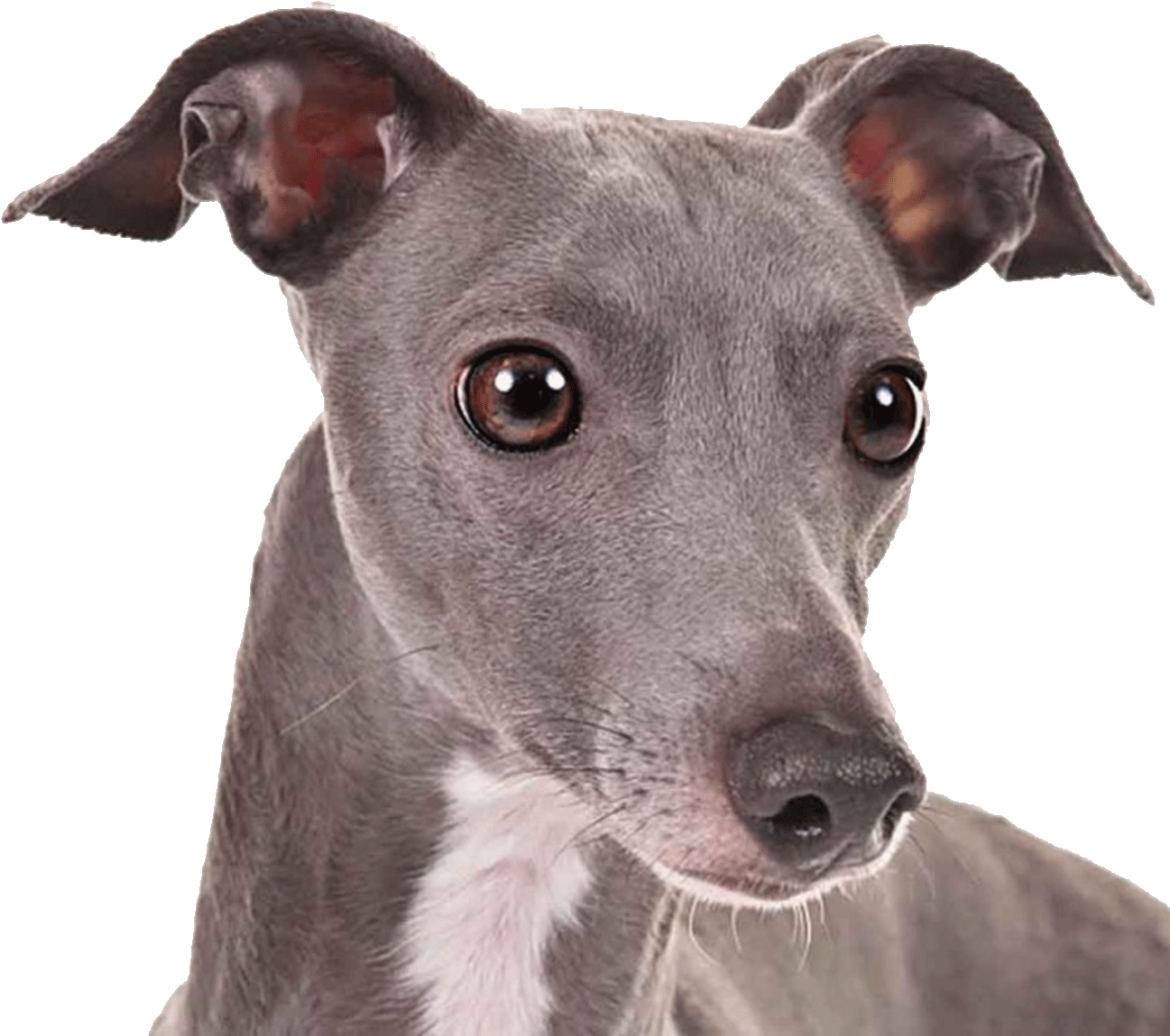 Download Sturdy & Elegant - Italian Greyhound | Transparent PNG ...