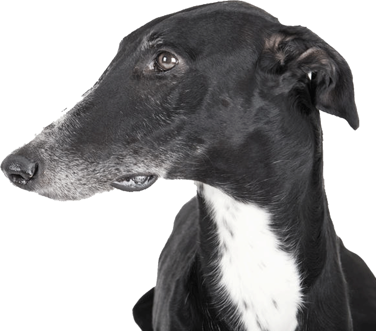Brand New Colection - Greyhound (1300x1300), Png Download