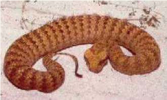 Download Death Adder - Acanthophis | Transparent PNG Download | SeekPNG