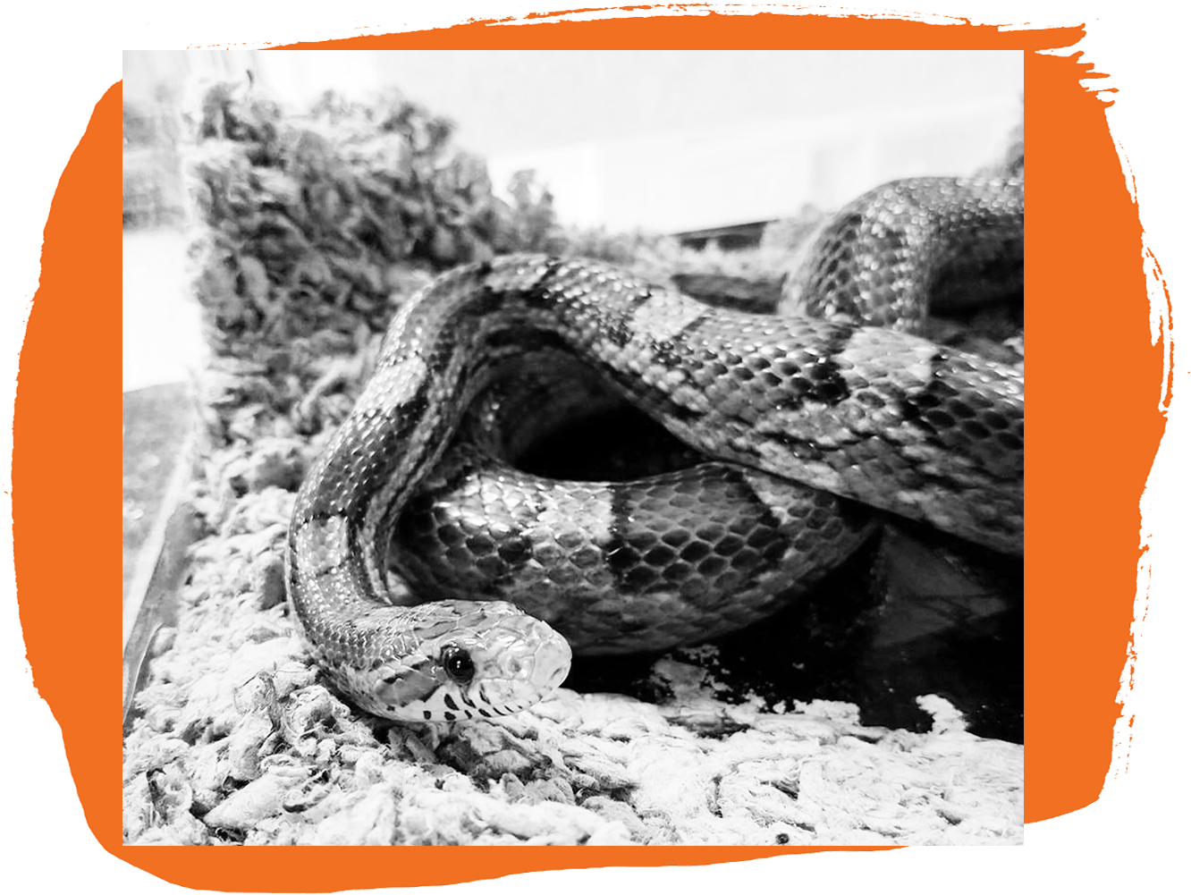 Snake With Orange Behind - Boa Constrictor (1357x1000), Png Download