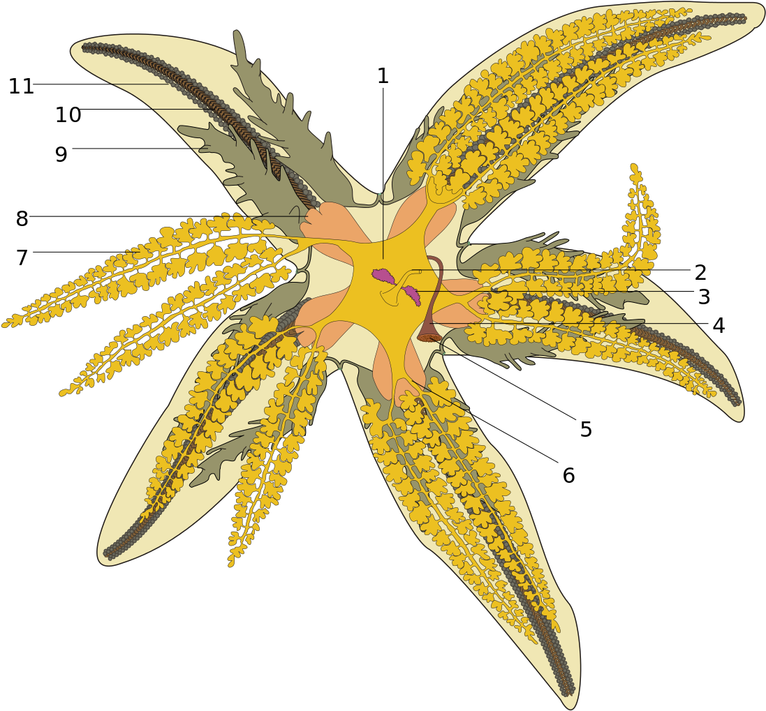 Diagram Of Starfish Anatomy - Stomaco Stella Marina (1105x1024), Png ...