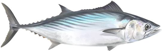 Bonito - Pez Bonito (600x300), Png Download