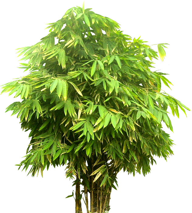 Download Bamboo Stick Png Download - Tree Psd | Transparent PNG ...