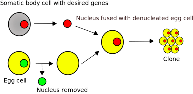 Image 20170216 27406 Dqe9xppng - Somatic Cell Nuclear Transfer Process ...