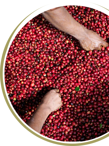 Our Coffee Philosophy - Philosophy (362x483), Png Download