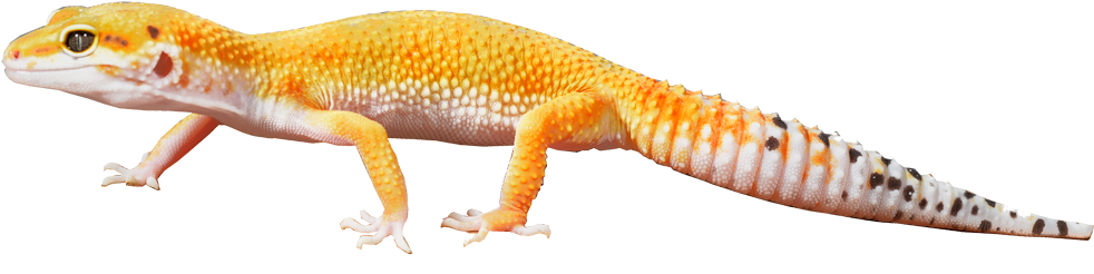 Slide Title - Reptiles Transparent (1000x263), Png Download